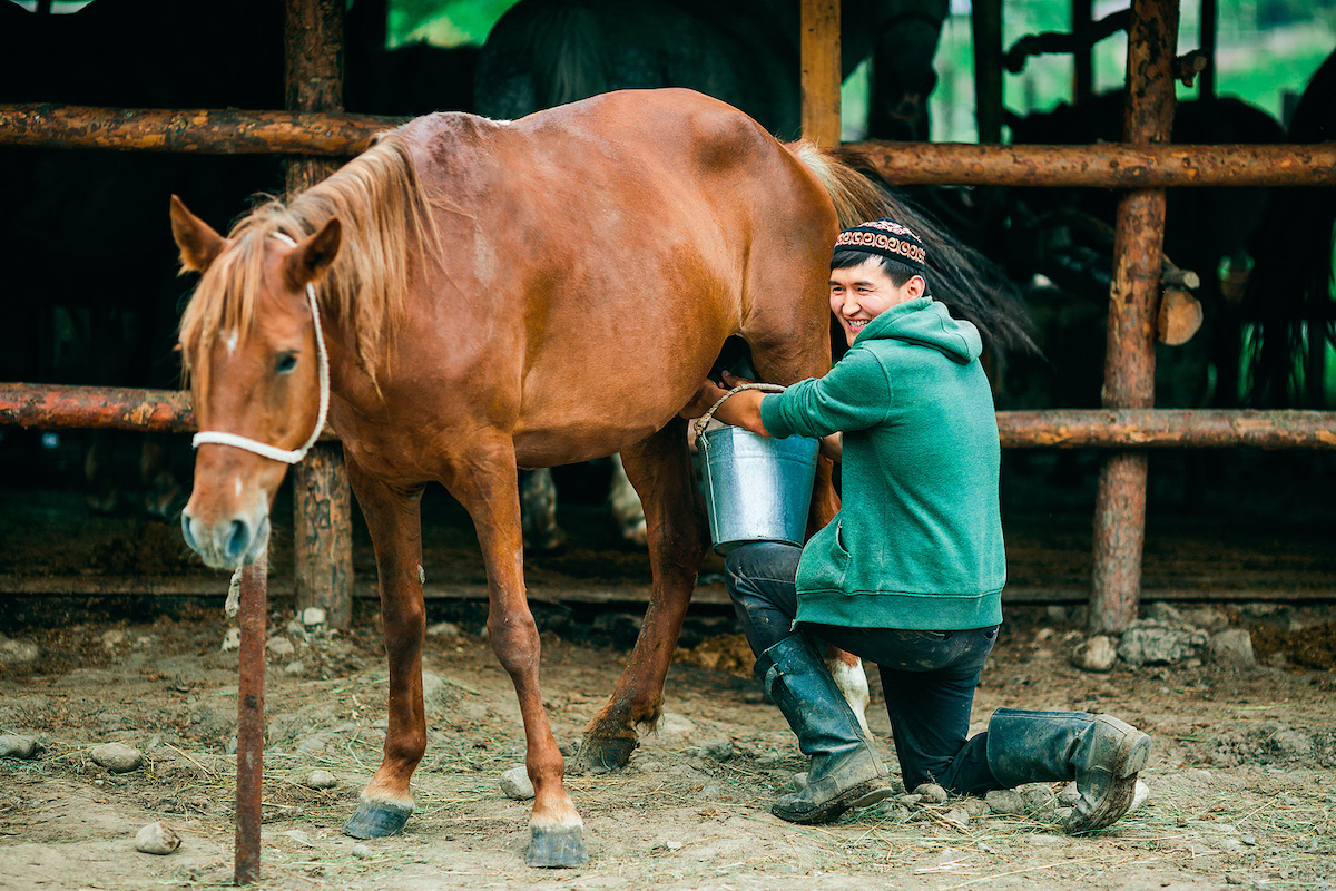 Can You Drink Horse Milk HORSERAY Can You Drink Horse Milk HORSERAY